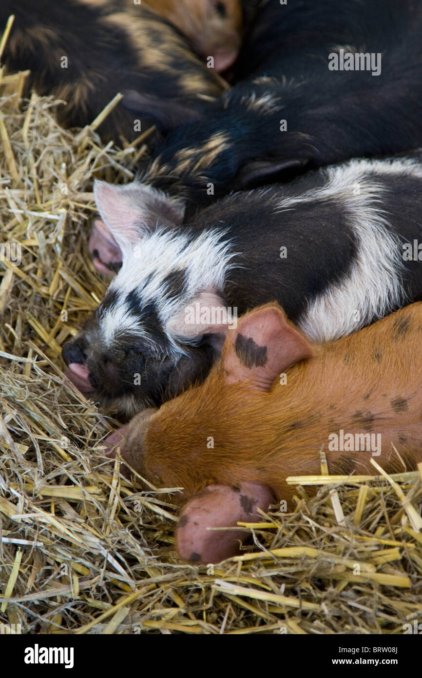 Kune Kune miniature piglets Stock Photo - Alamy