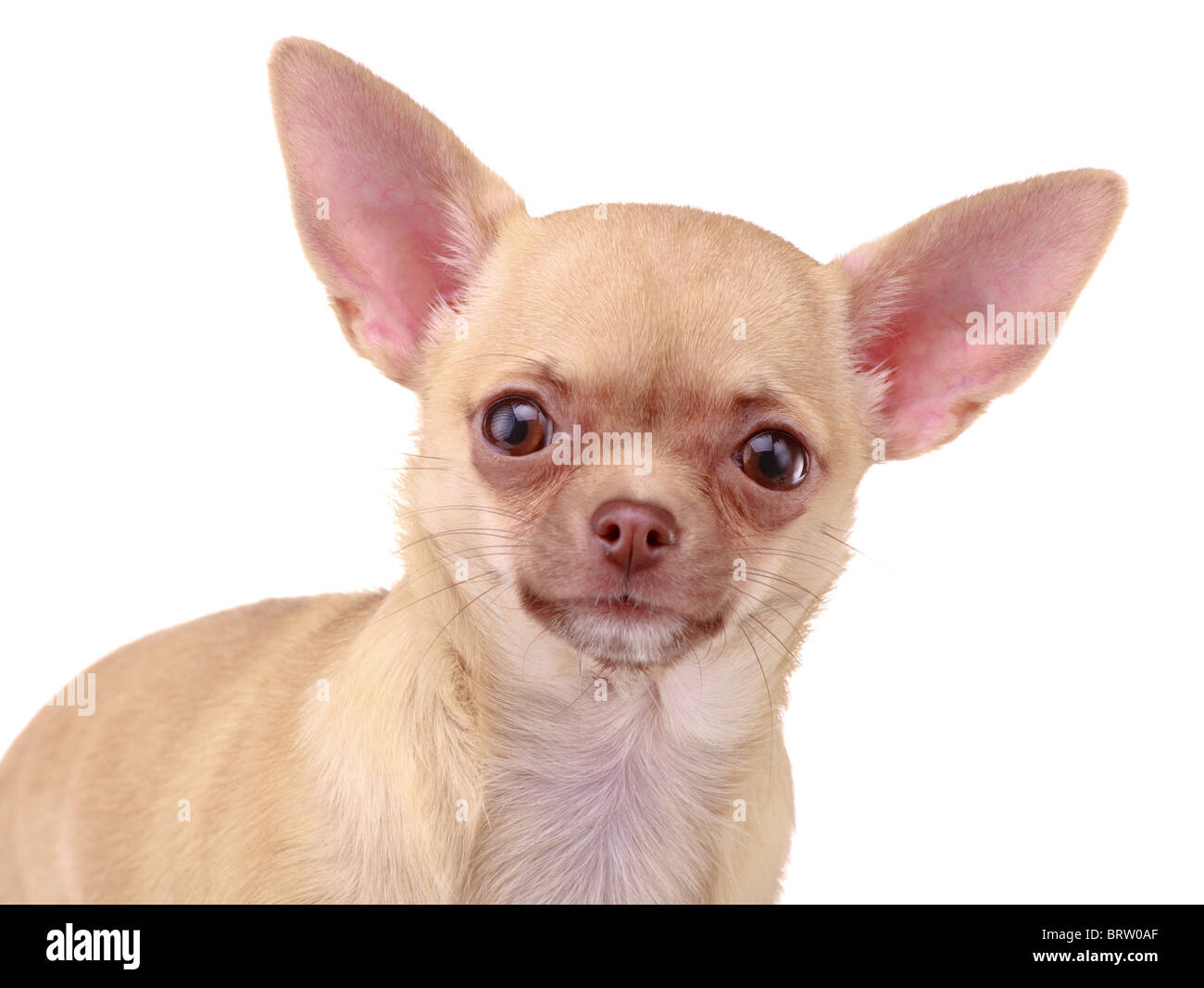 Chihuahua dog pet hi-res stock photography and images - Alamy