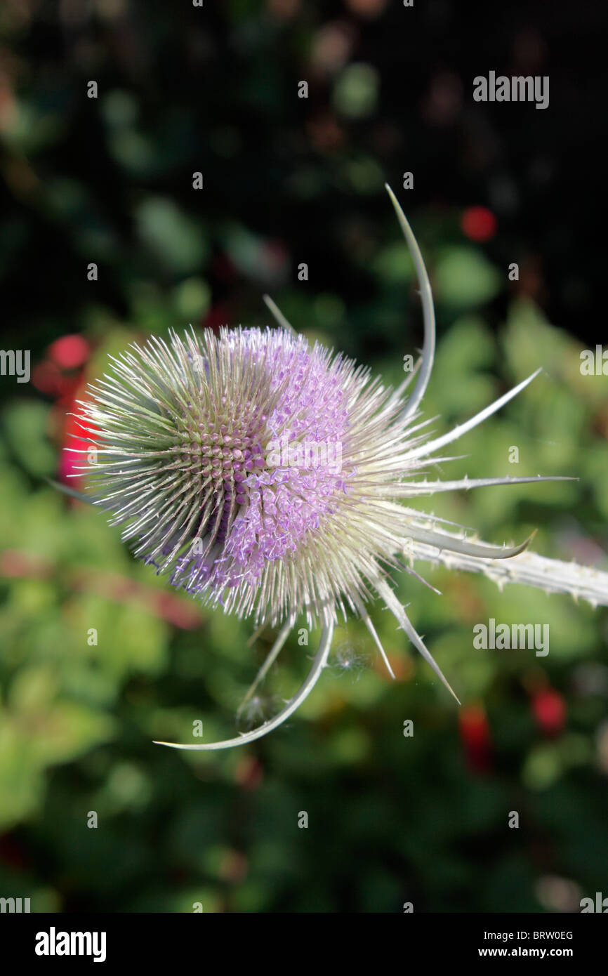 Teasel in bloom hi-res stock photography and images - Alamy