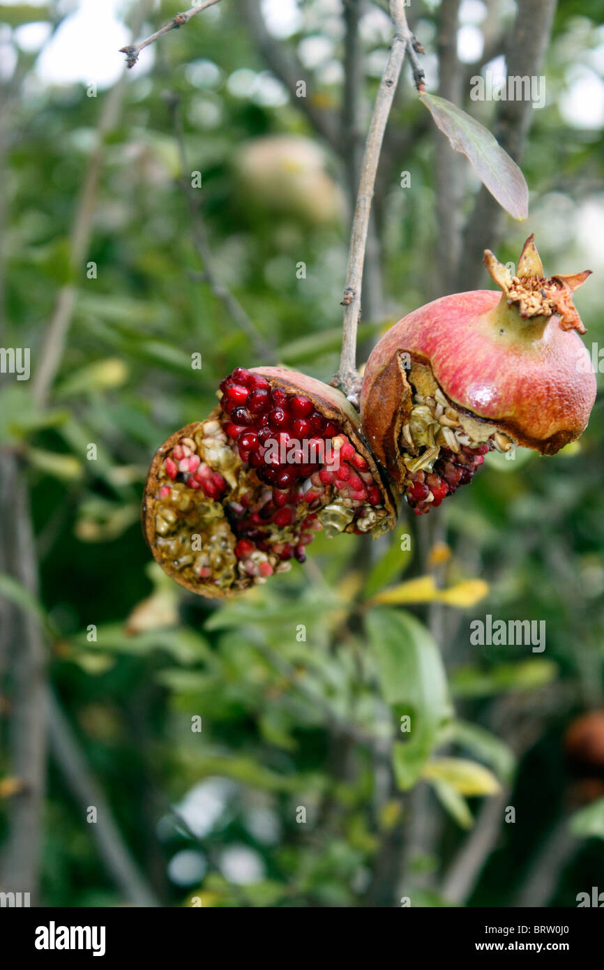 How to grow pomegranate seed hi-res stock photography and images - Alamy