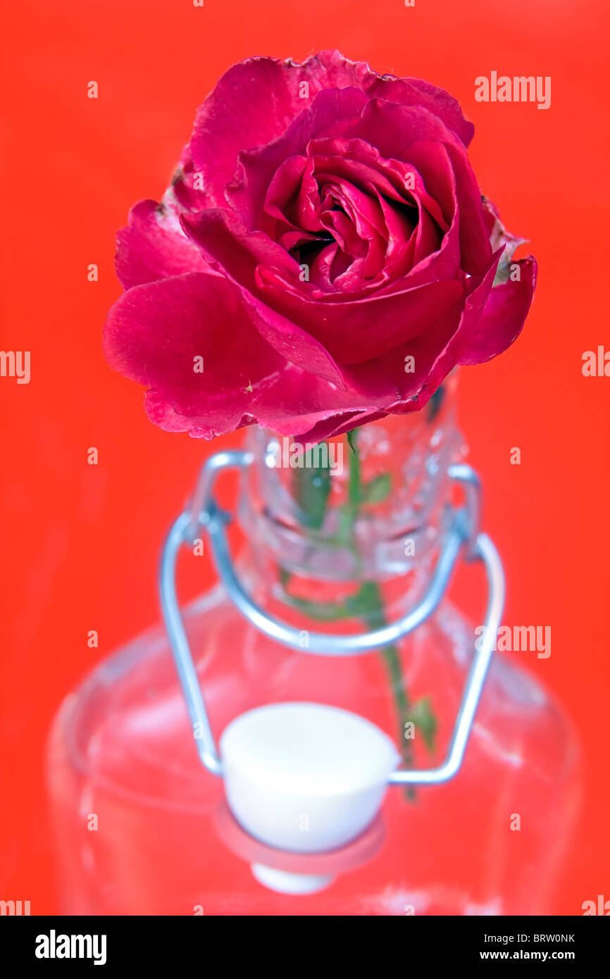 red rose in a bottle Stock Photo - Alamy