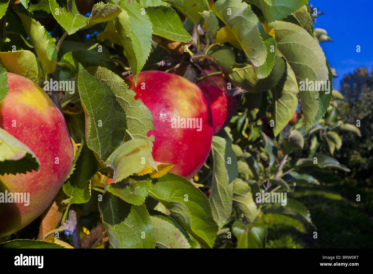 Jonagold hi-res stock photography and images - Alamy