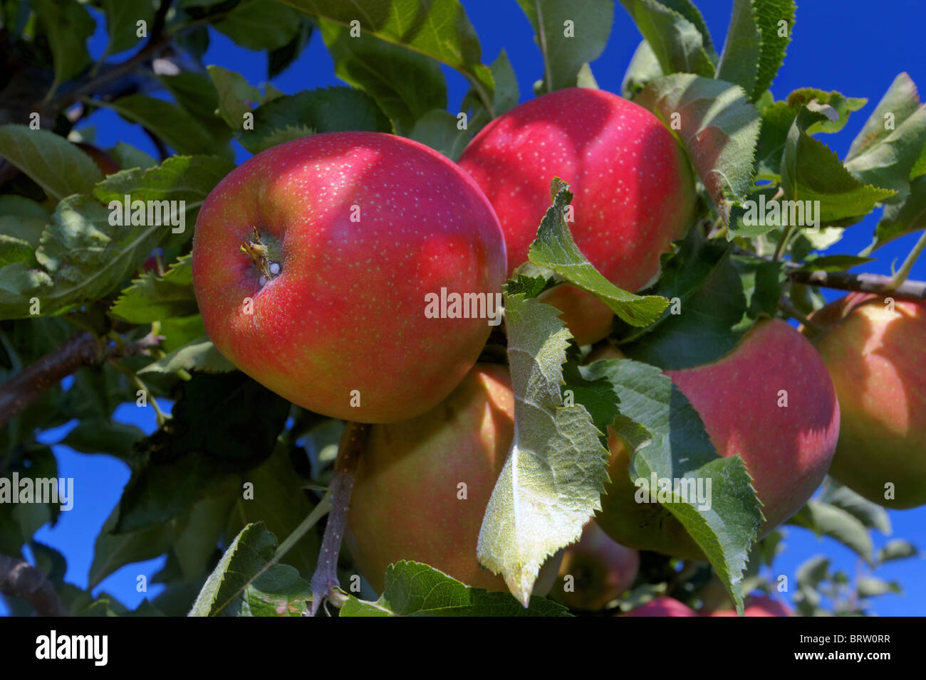 Jonagold hi-res stock photography and images - Alamy
