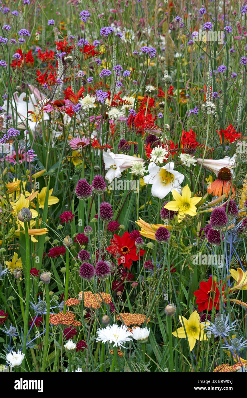 A colourful meadow of wild and cultivated flowers Stock Photo - Alamy