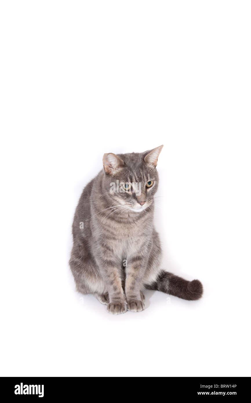 Grey tomcat hi-res stock photography and images - Alamy