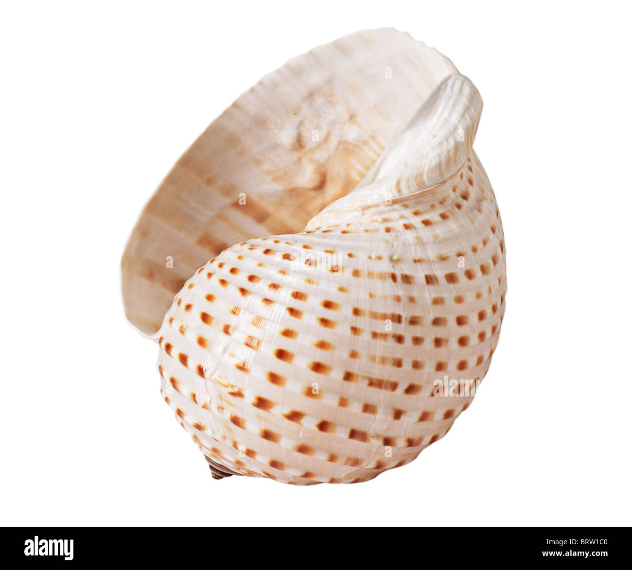 seashell on white background Stock Photo - Alamy