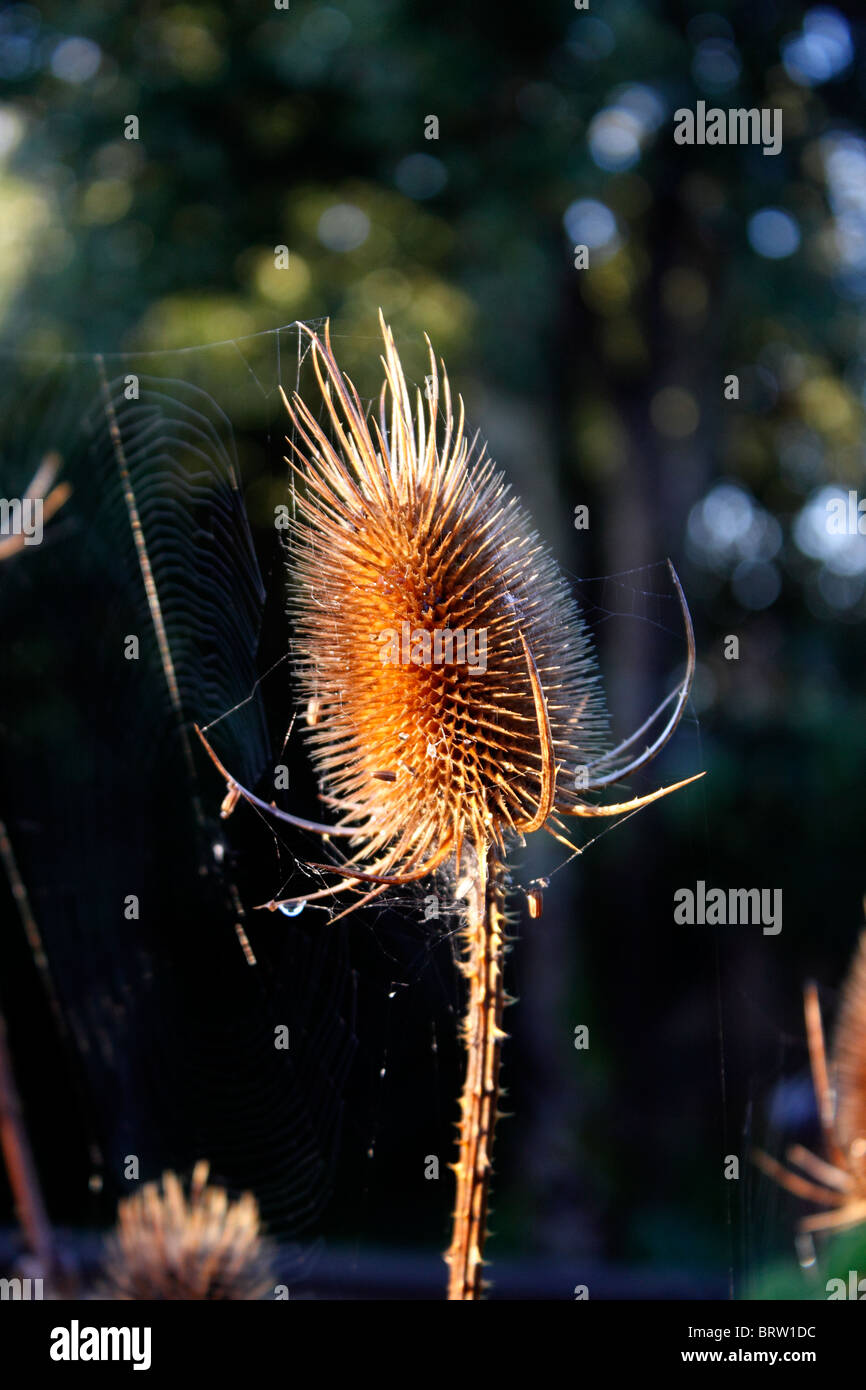Seedhead bird hi-res stock photography and images - Alamy
