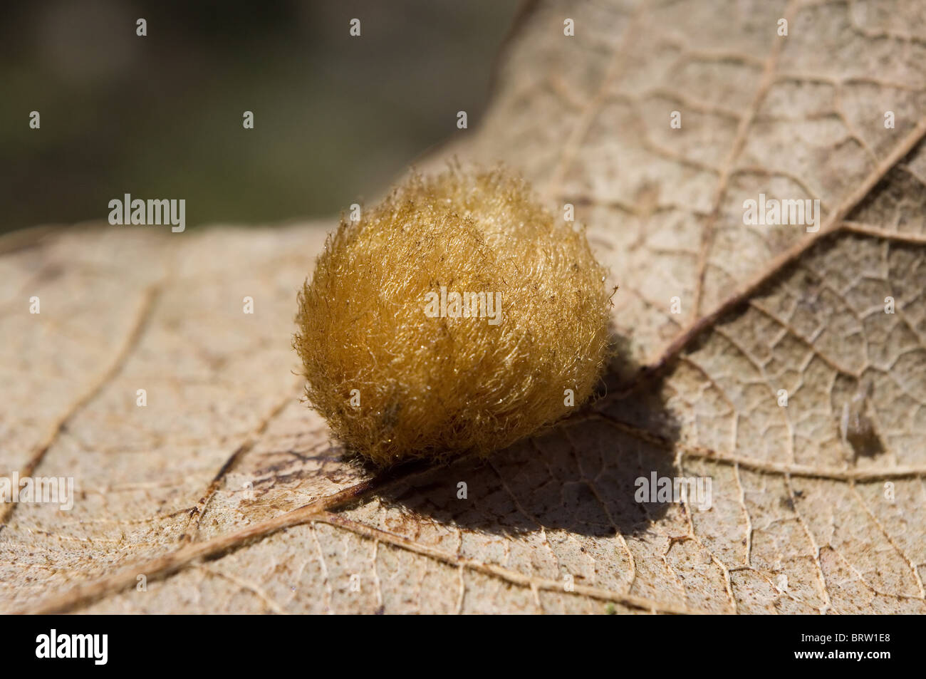 Egg parasite hi-res stock photography and images - Alamy