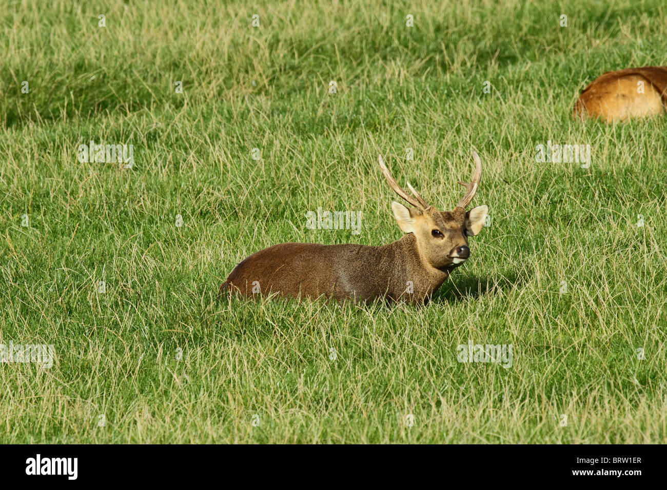 Hog Deer (Axis porcinus Stock Photo - Alamy