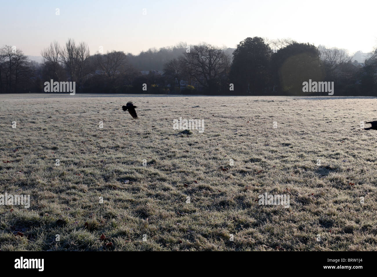 Crows flying low over frost covered grass in park Stock Photo - Alamy