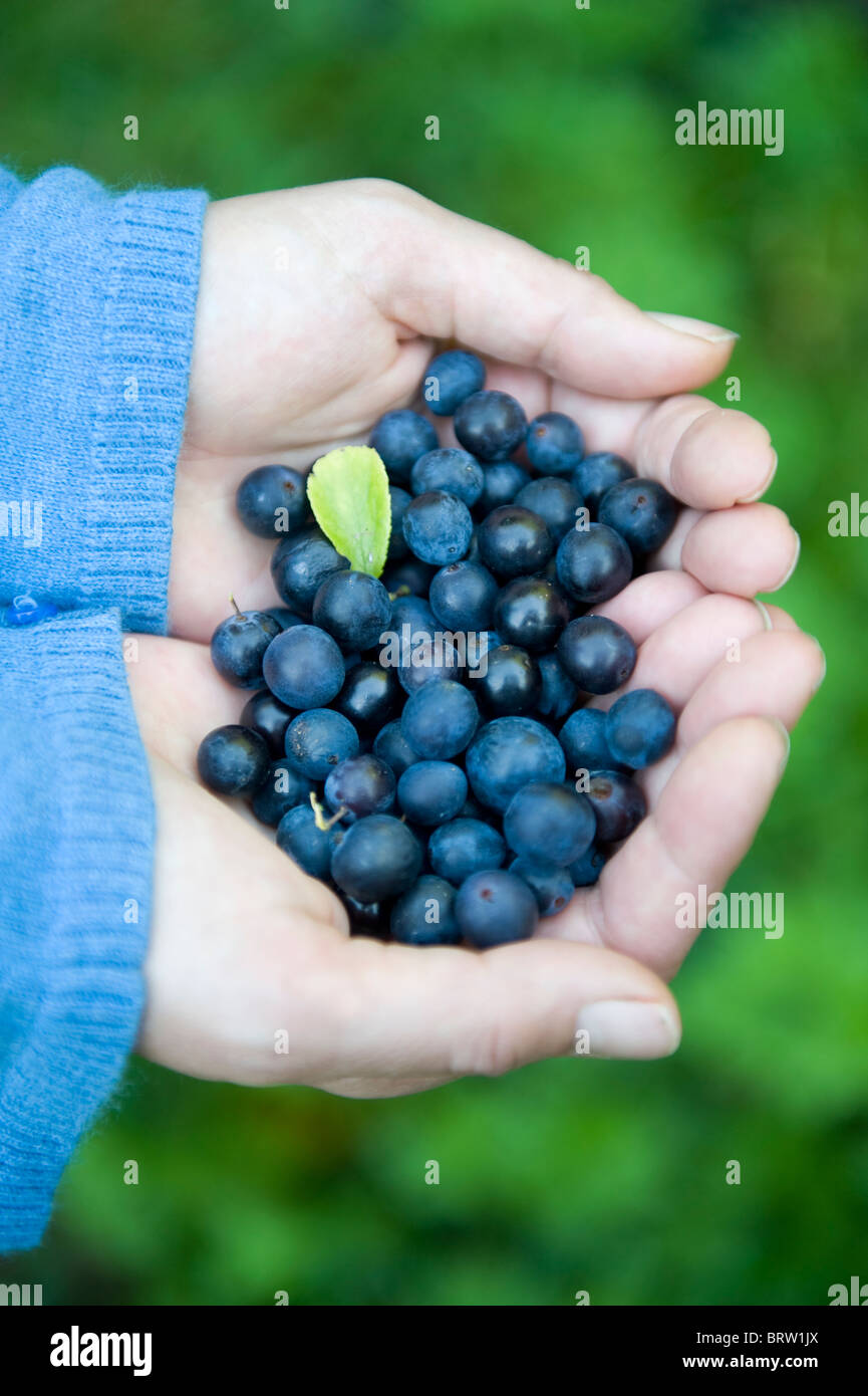 Sloe berries hi-res stock photography and images - Alamy