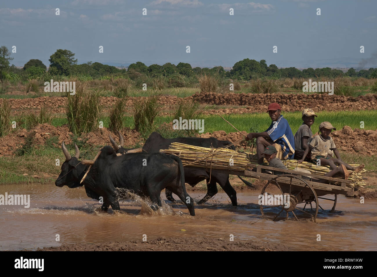 African ox and cart hi-res stock photography and images - Alamy