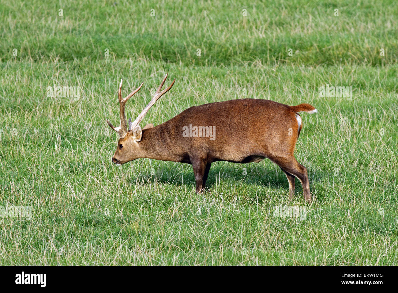 Hog Deer (Axis porcinus Stock Photo - Alamy
