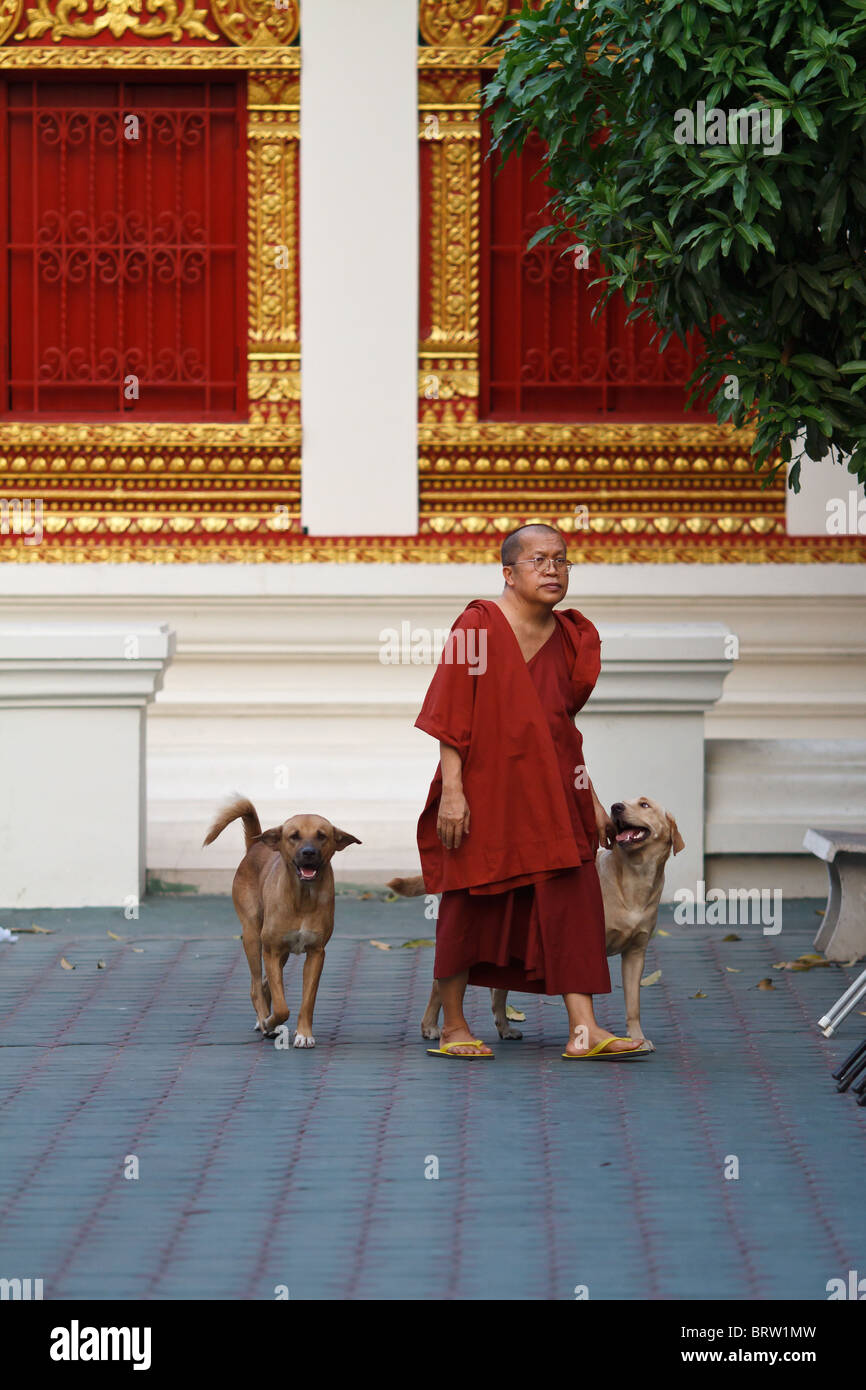 Thailand dogs hi-res stock photography and images - Alamy