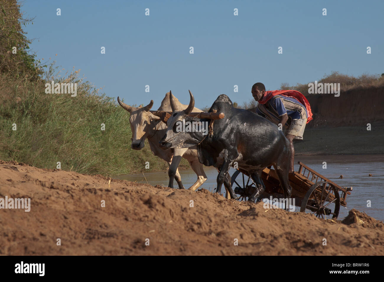 African ox cart hi-res stock photography and images - Alamy