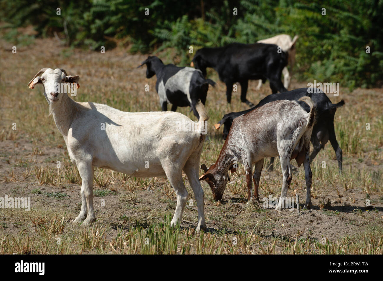 Domestic Goats Capra Aegagrus Hircus Stock Photos & Domestic Goats ...