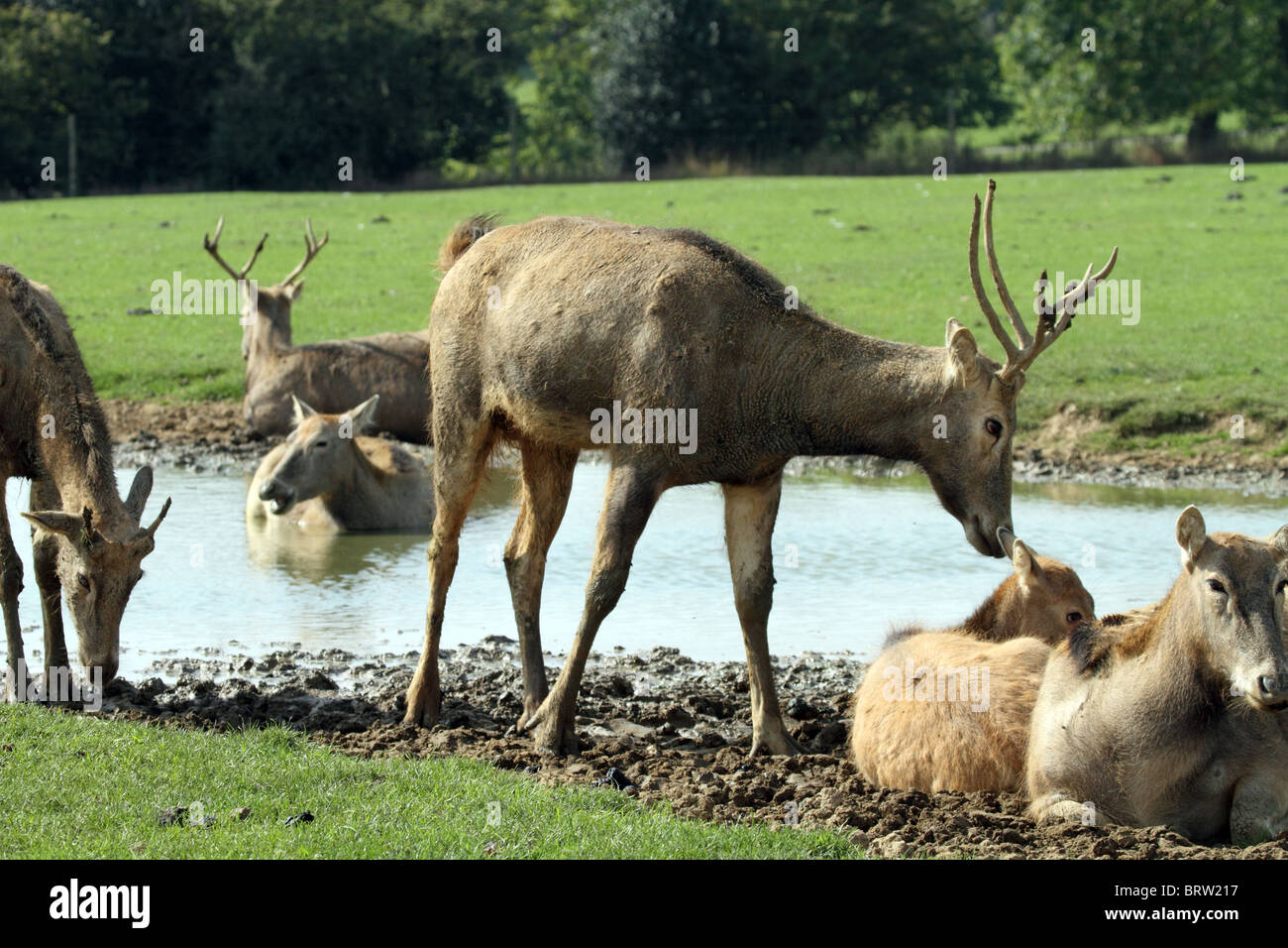 Père David's Deer (Elaphurus davidianus) - Only known in captivity ...