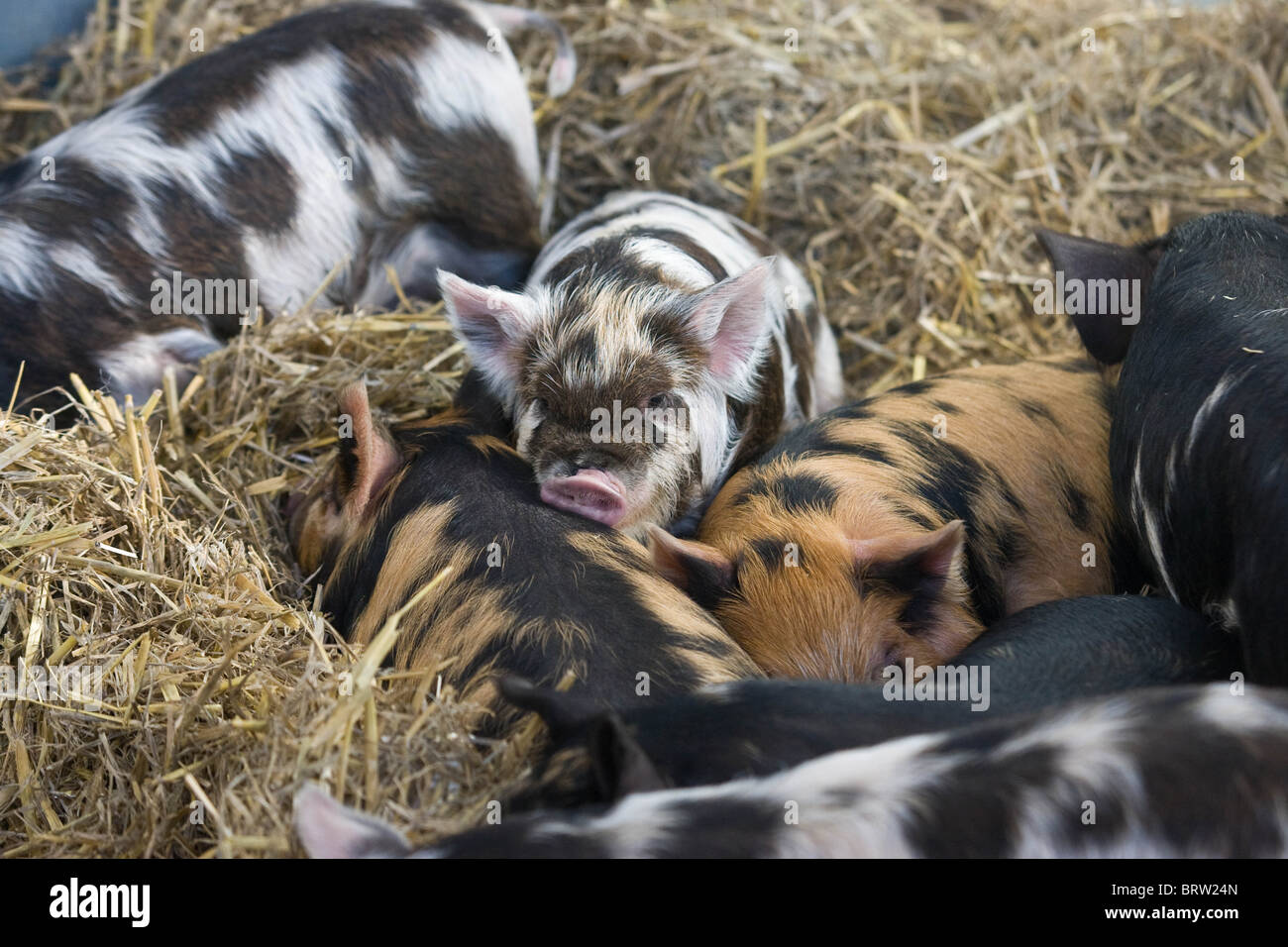Kune Kune miniature piglets Stock Photo - Alamy