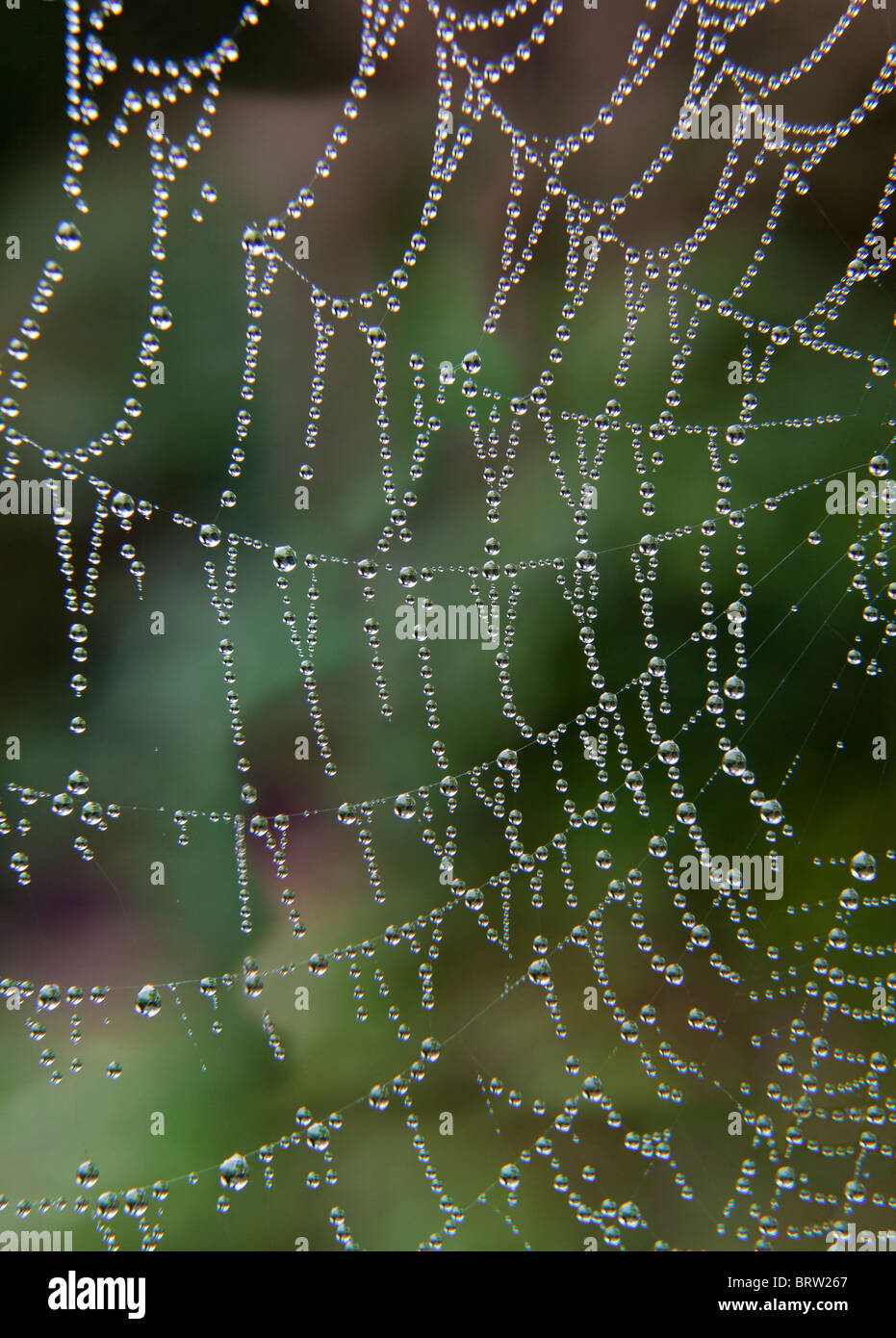 Spiders web in dew drops hi-res stock photography and images - Alamy
