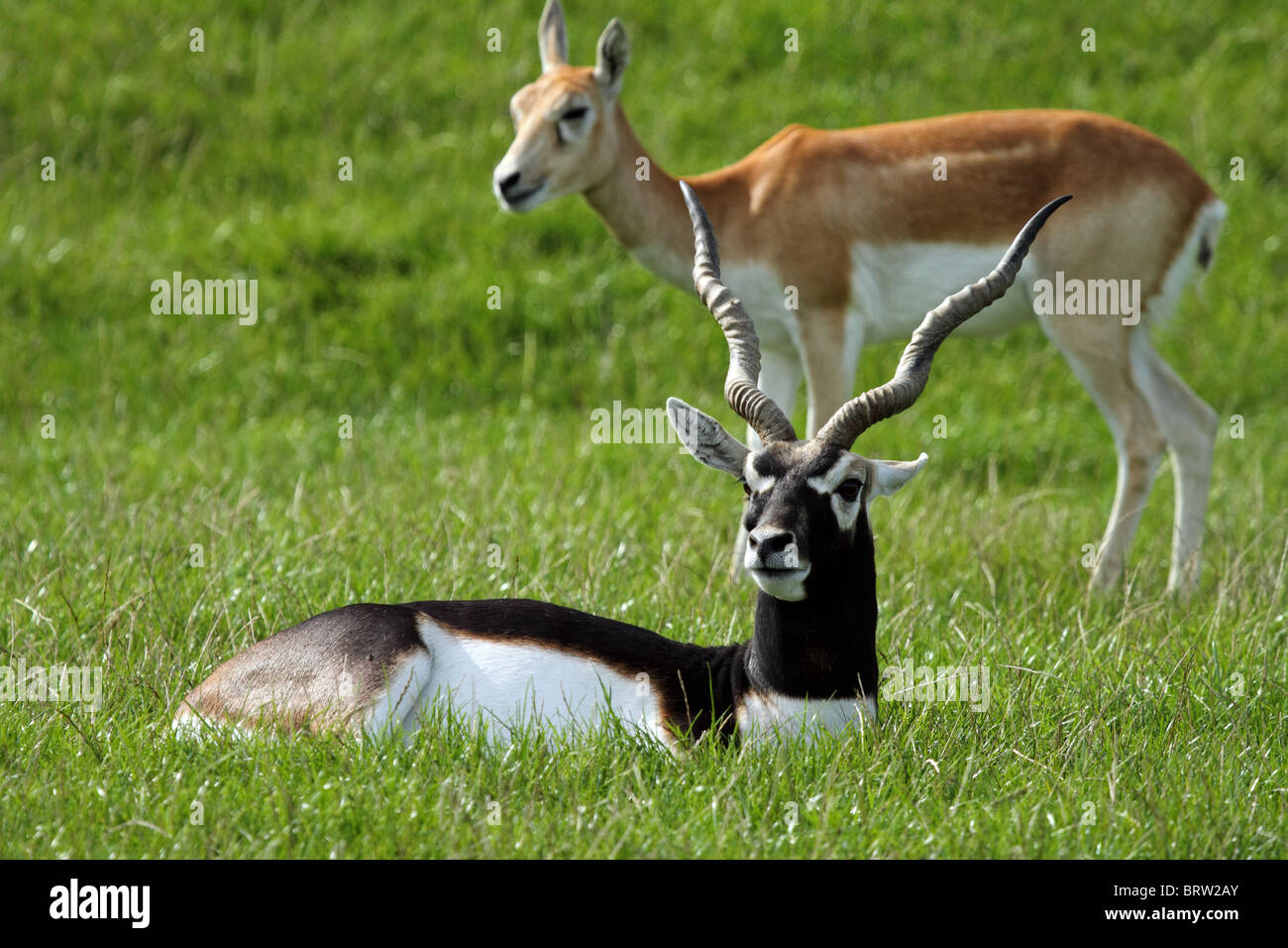 Blackbuck (Antilope cervicapra) - male and female Stock Photo - Alamy
