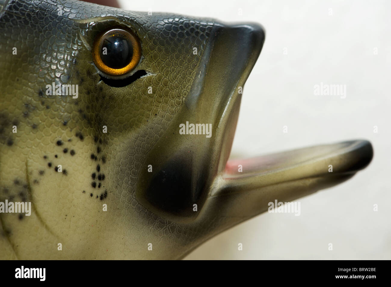 Largemouth Bass looking you in the eye, mounted bass looking from left ...