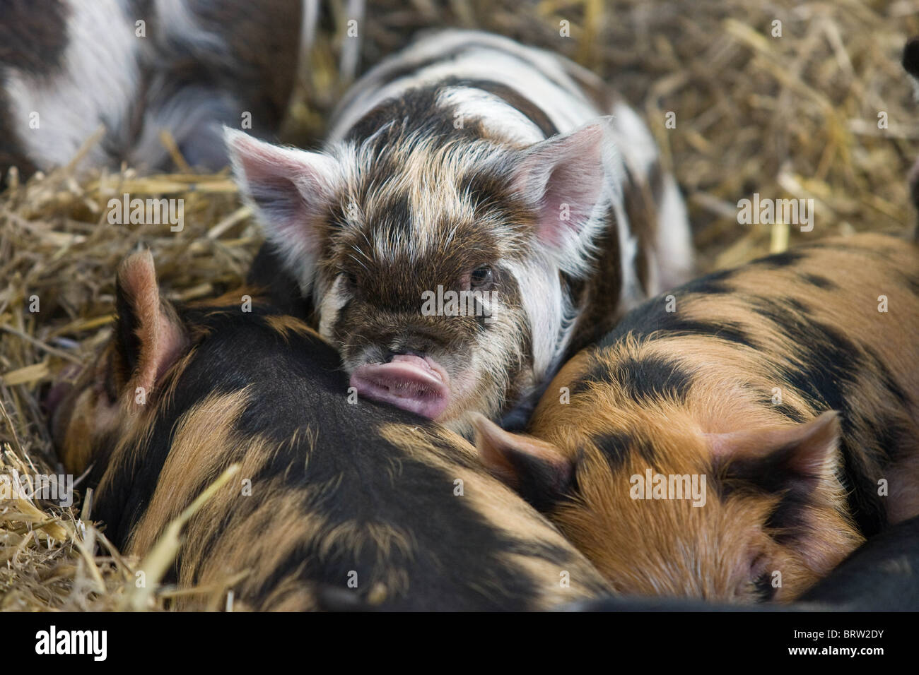 Kune Kune miniature piglets Stock Photo - Alamy