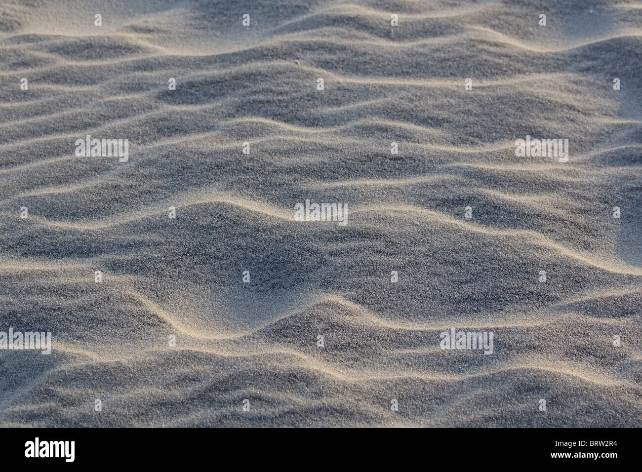 Windblown ripples of sand on a dune on a beach, Assateague Island ...