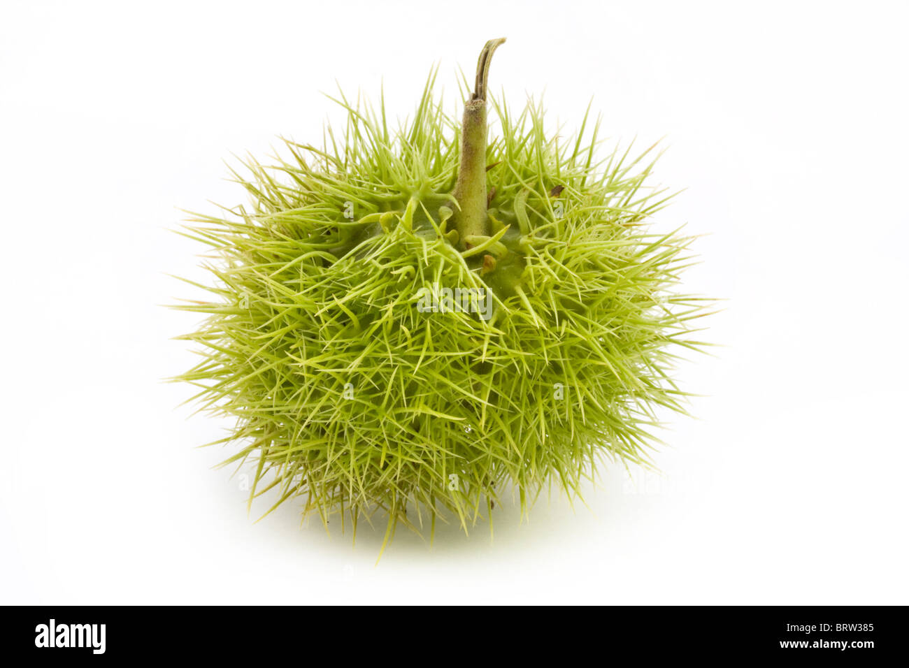 Chestnut spiky shell hi-res stock photography and images - Alamy