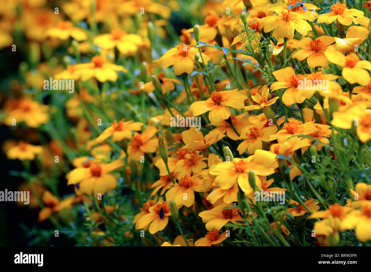 Tagetes Tenuifolia 'golden Gem' signata pumila Signet French Marigold ...