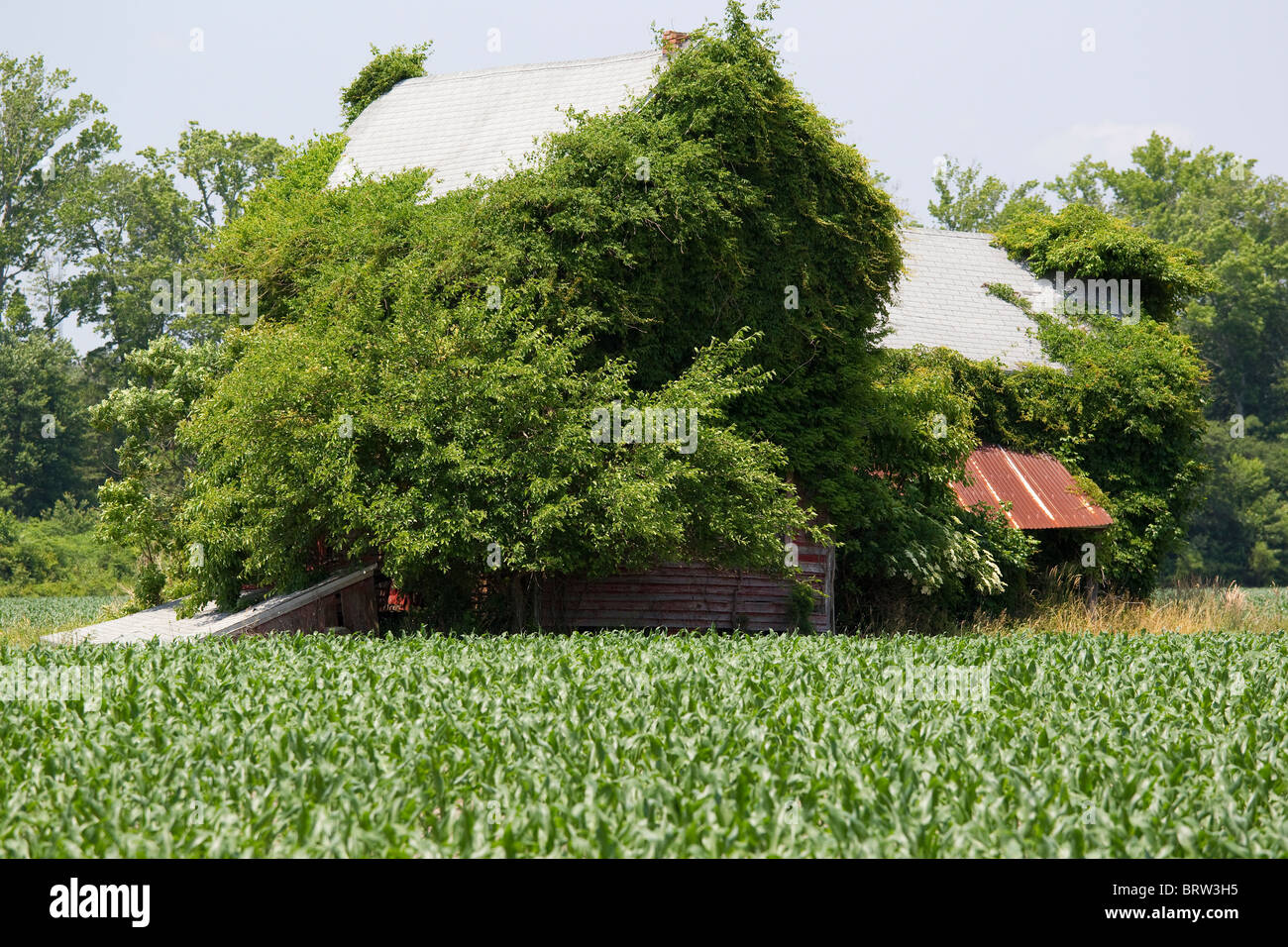 Overgrown house growth hi-res stock photography and images - Alamy