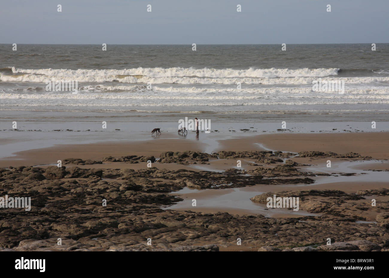 Man walking two dog along Rest Bay beach South Wales UK Stock Photo - Alamy
