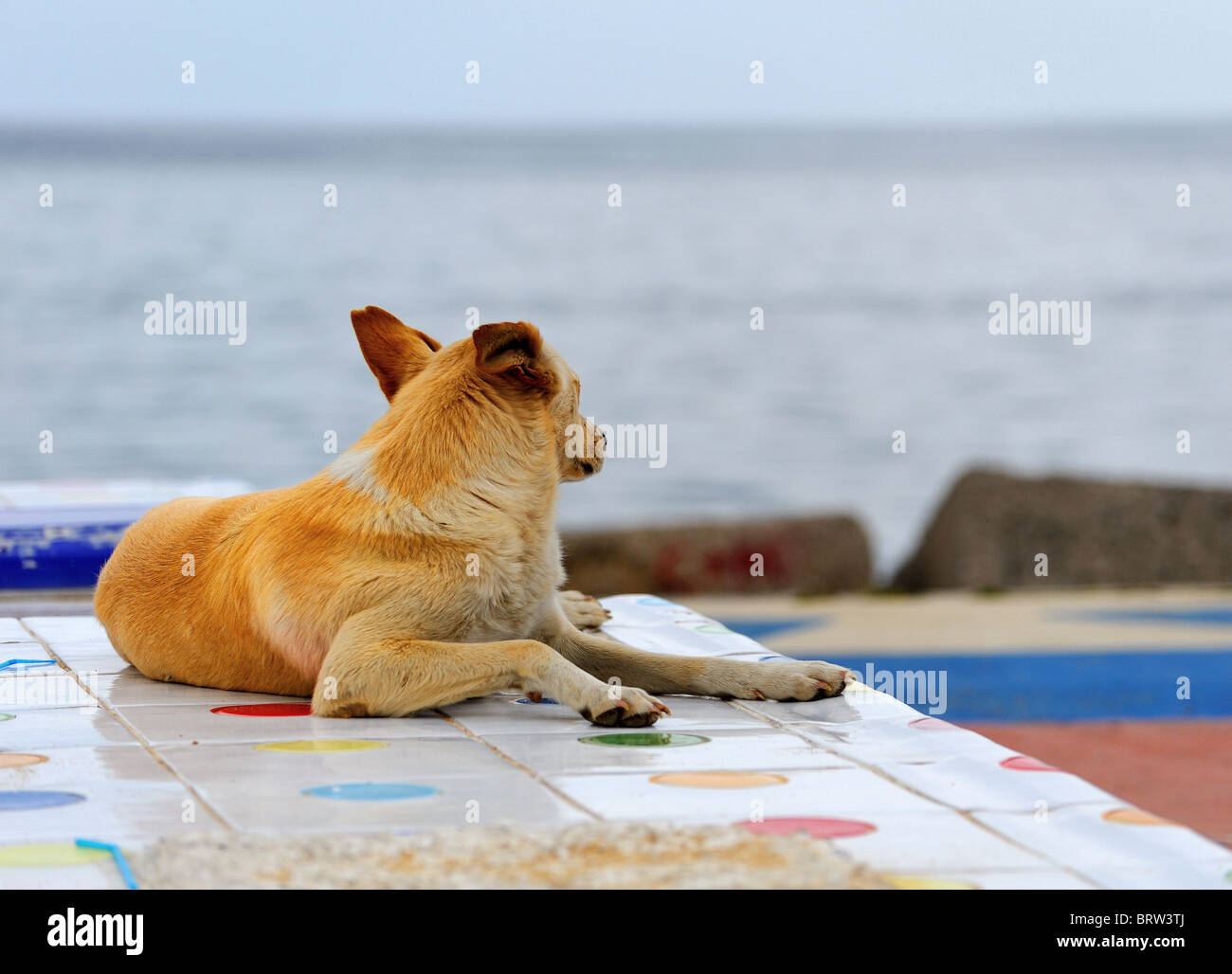A DOG LOOK AT THE SEA Stock Photo - Alamy