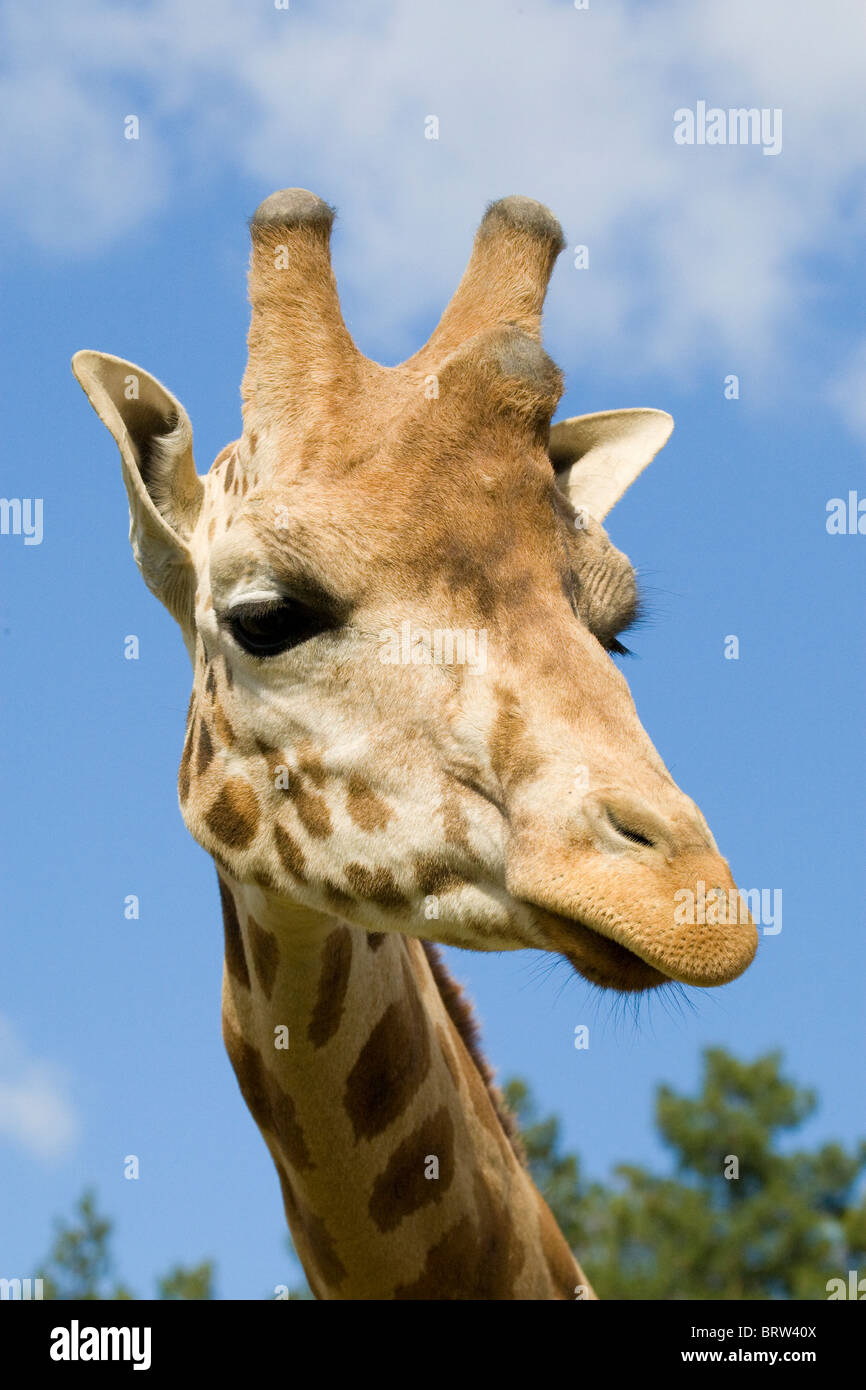 Giraffe Mammal Wildlife Herbivorous "Safari Animals" "Animal Head ...