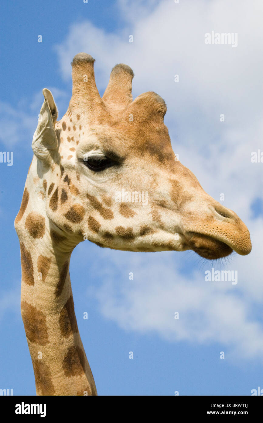 Giraffe Mammal Wildlife Herbivorous "Safari Animals" "Animal Head ...