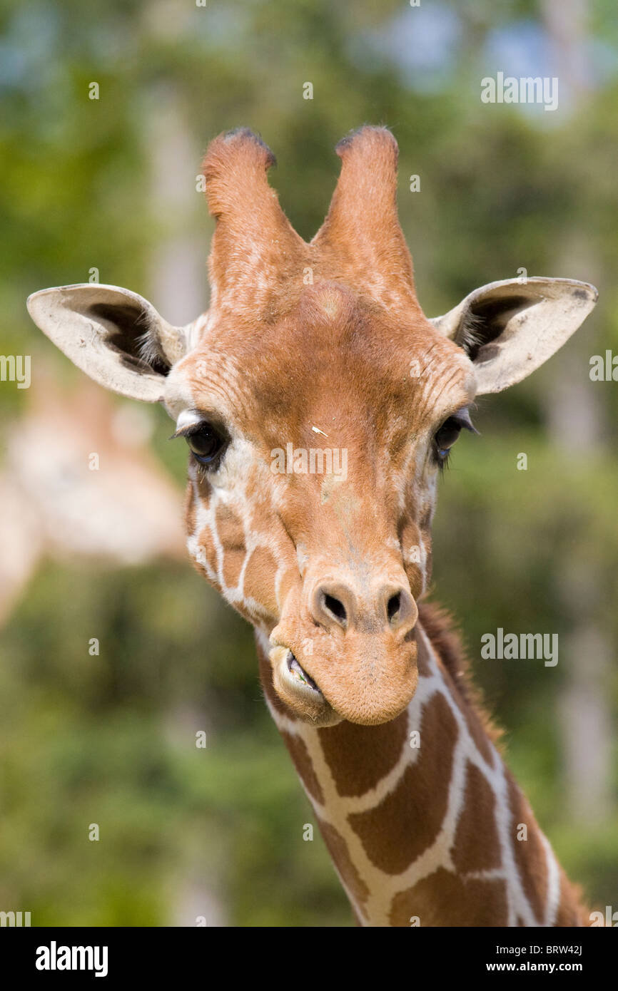 Giraffe Mammal Wildlife Herbivorous "Safari Animals" "Animal Head ...