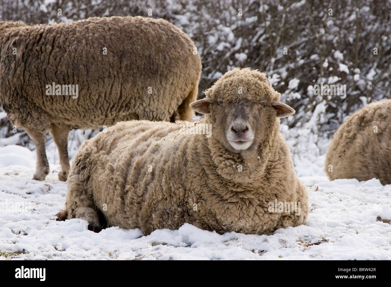 Domestic sheep lying in snow in barnyard during winter Stock Photo - Alamy
