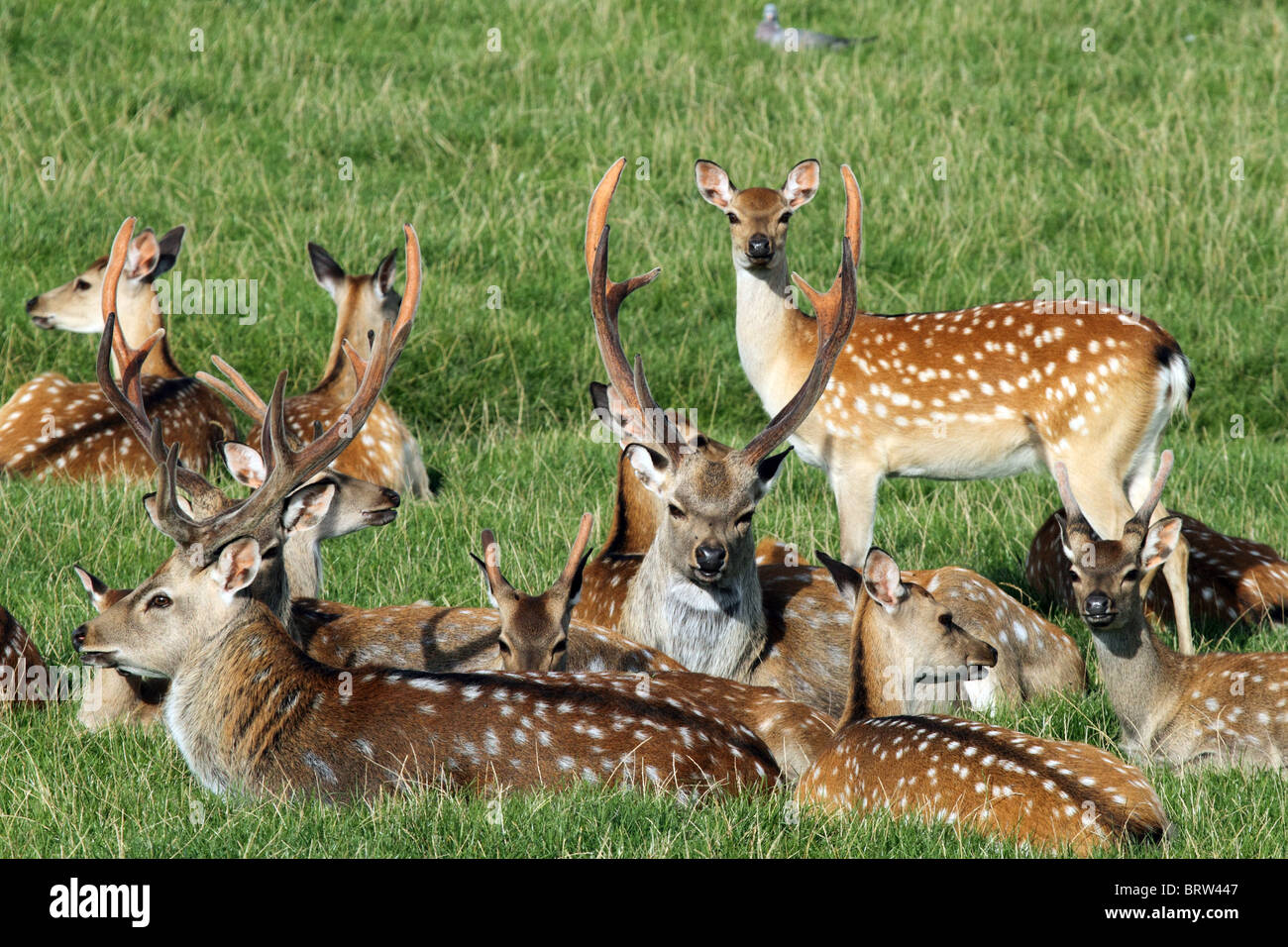 Sika hinds hi-res stock photography and images - Alamy