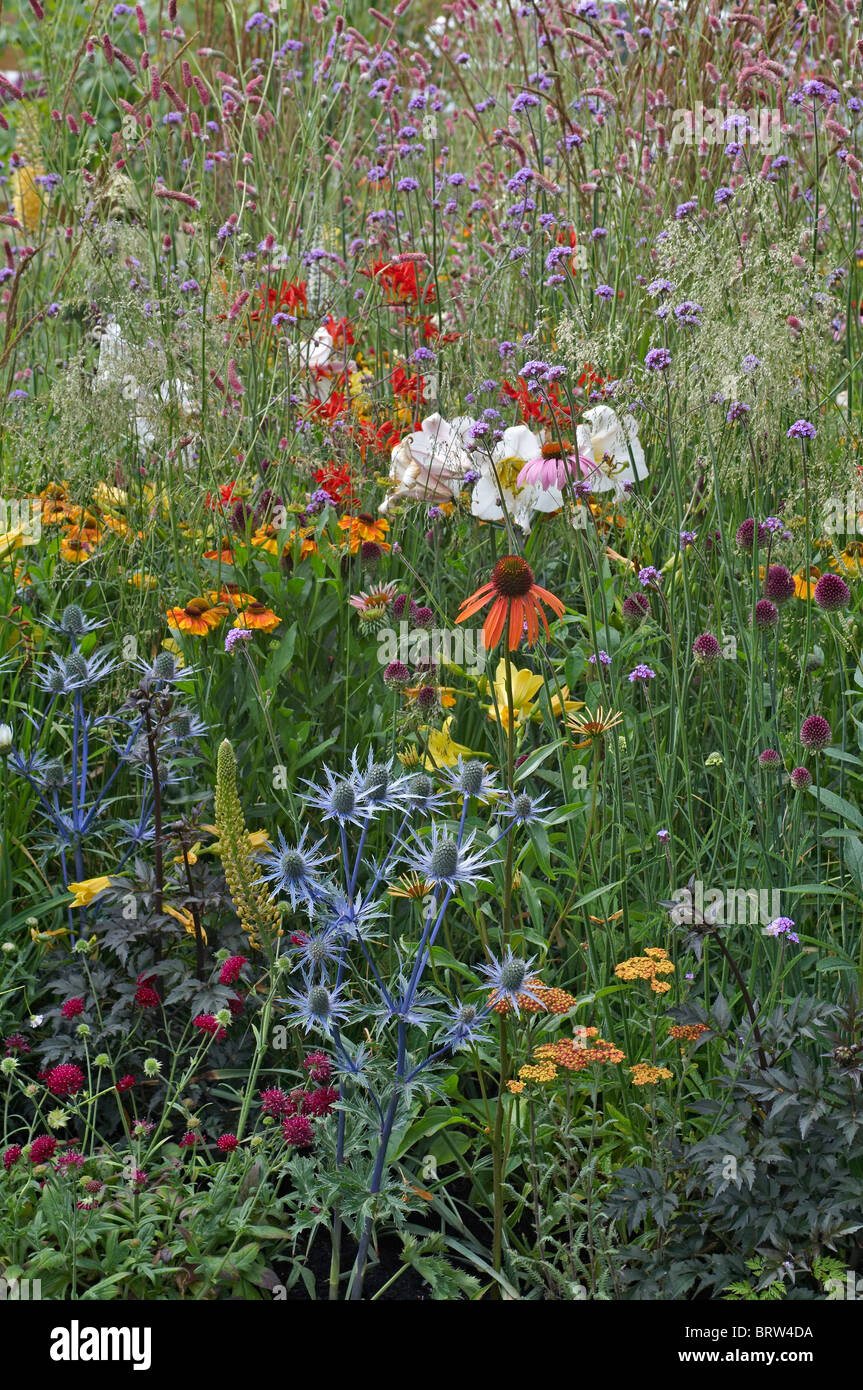 A colourful meadow of wild and cultivated flowers Stock Photo - Alamy