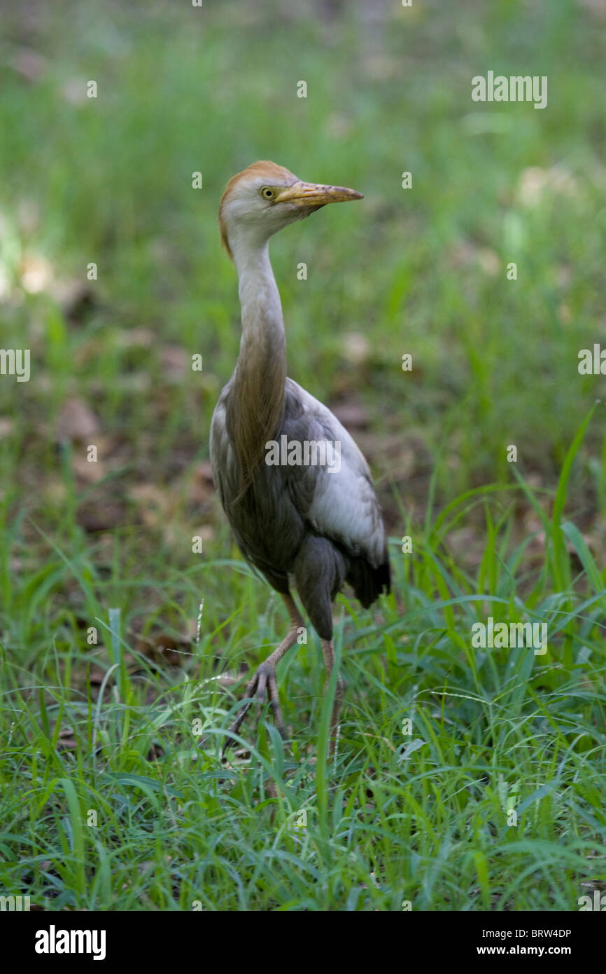 Egret "Cattle Egret" Bird "Water Bird" Orange White Gray "Animals In ...