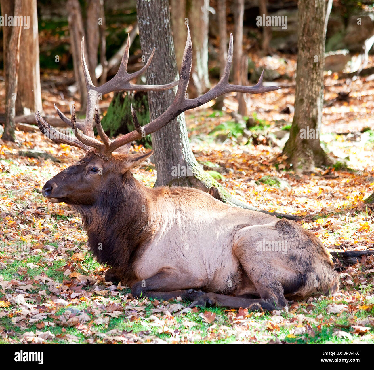 Fall elk hi-res stock photography and images - Alamy