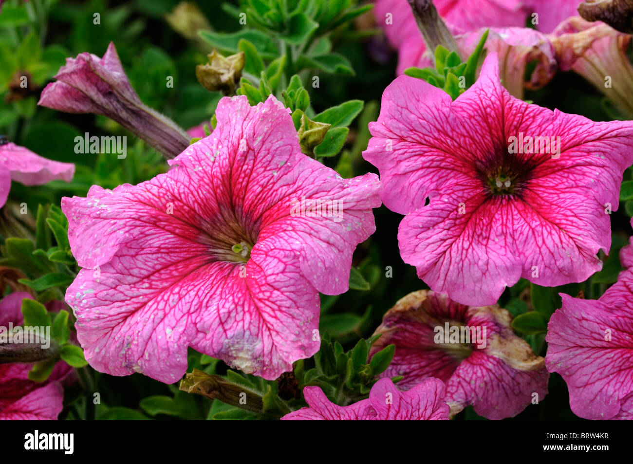 Petunia Daddy Pink Grandiflora Petunia vibrant deep pink flowers bloom ...