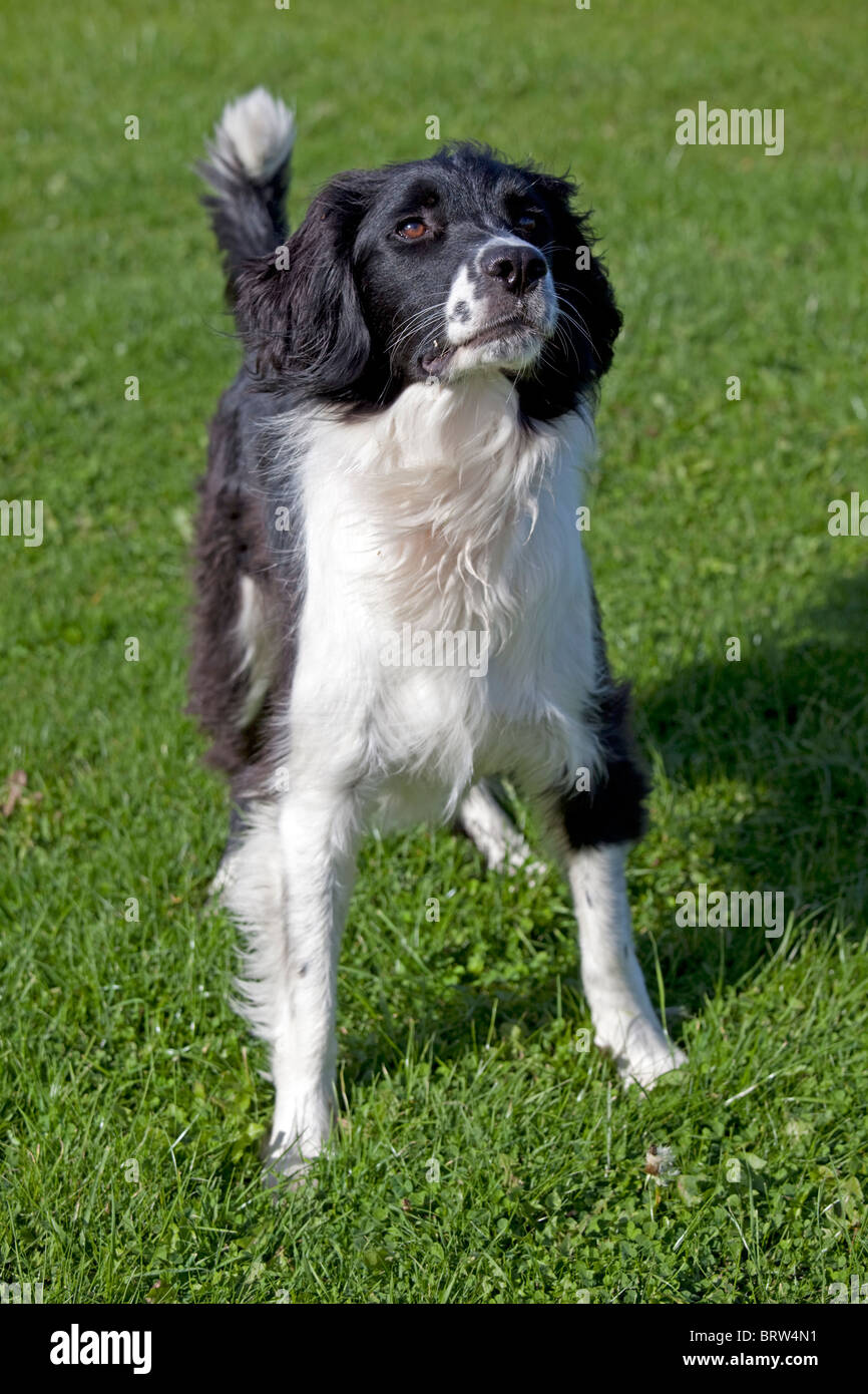 Jesse collie spaniel cross portrait Waterloo Kennels Stoke Orchard ...