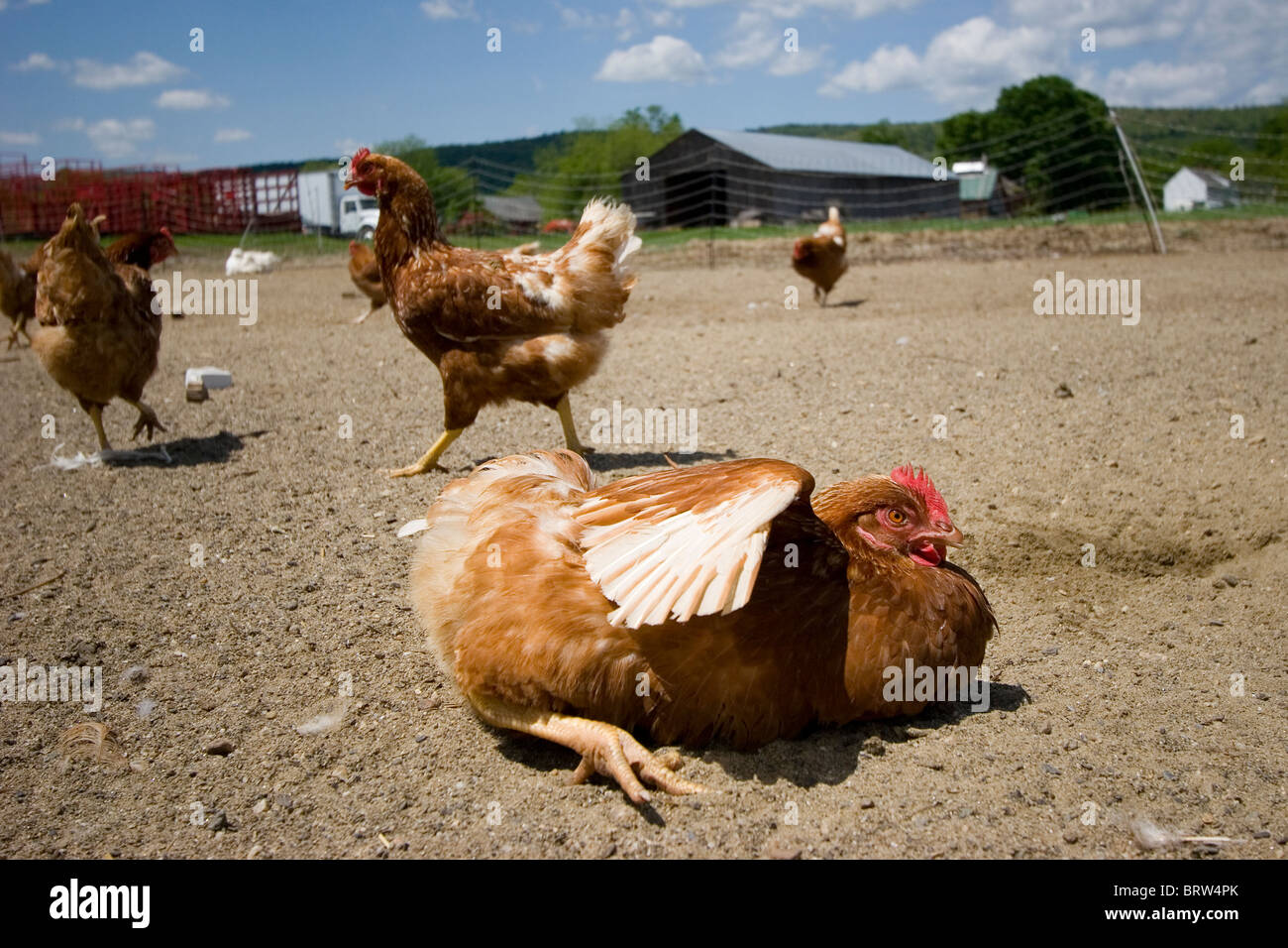Free roamingchickens hi-res stock photography and images - Alamy