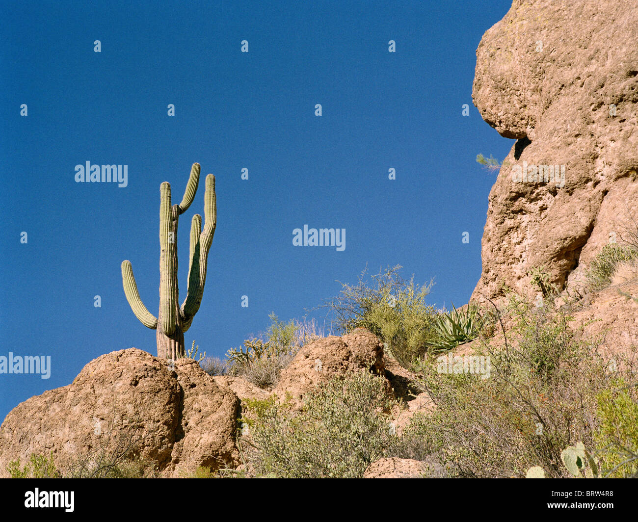 Saguaro cactus on cliff edge Arizona USA Stock Photo - Alamy