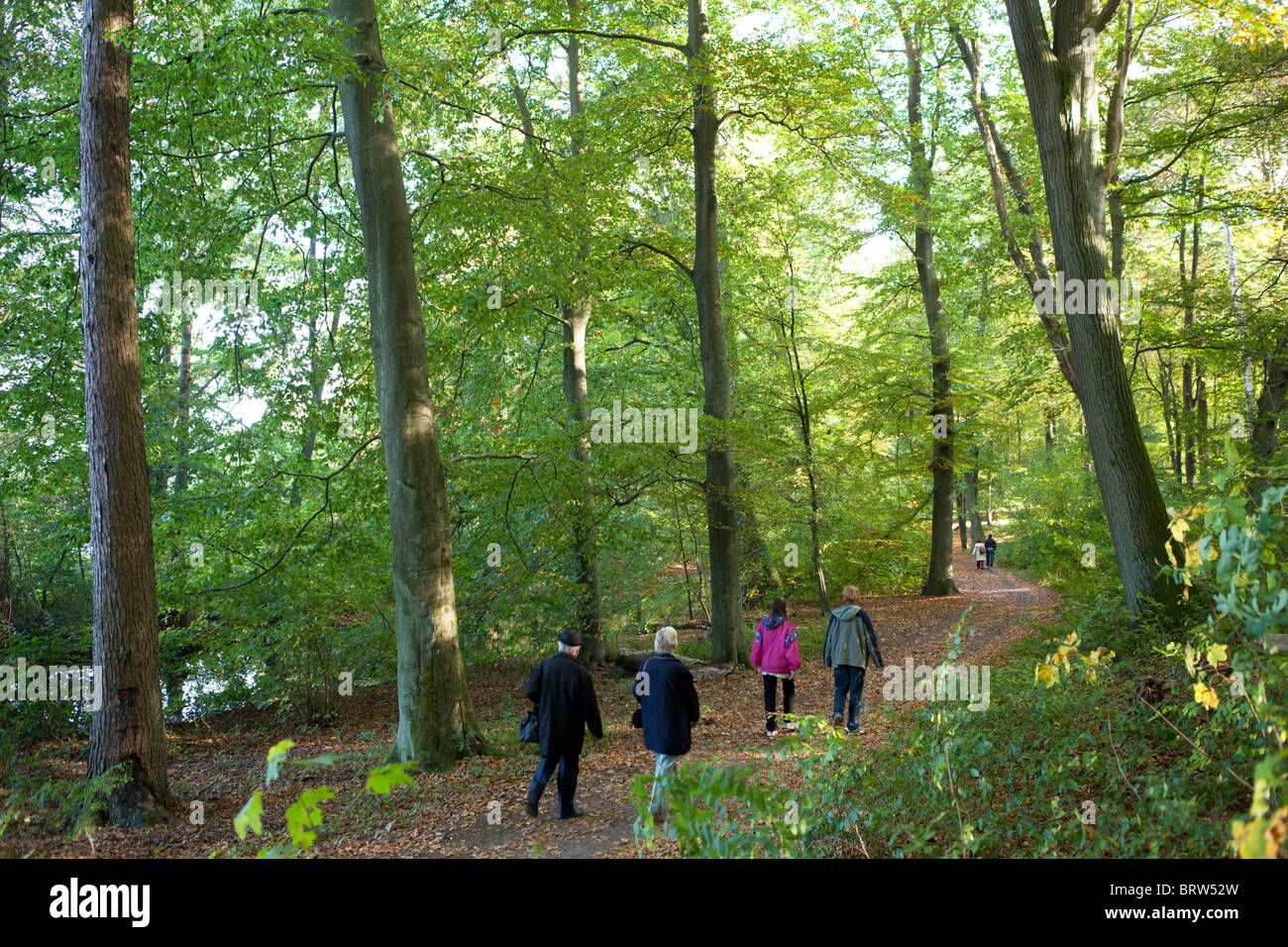 going for a walk in a forest Stock Photo - Alamy