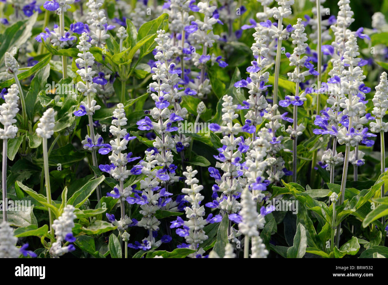 Salvia farinacea strata bi-color white blue Mealy-Cup Flowering Sage ...