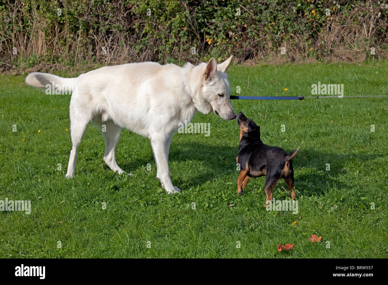 White alsatian hi-res stock photography and images - Alamy