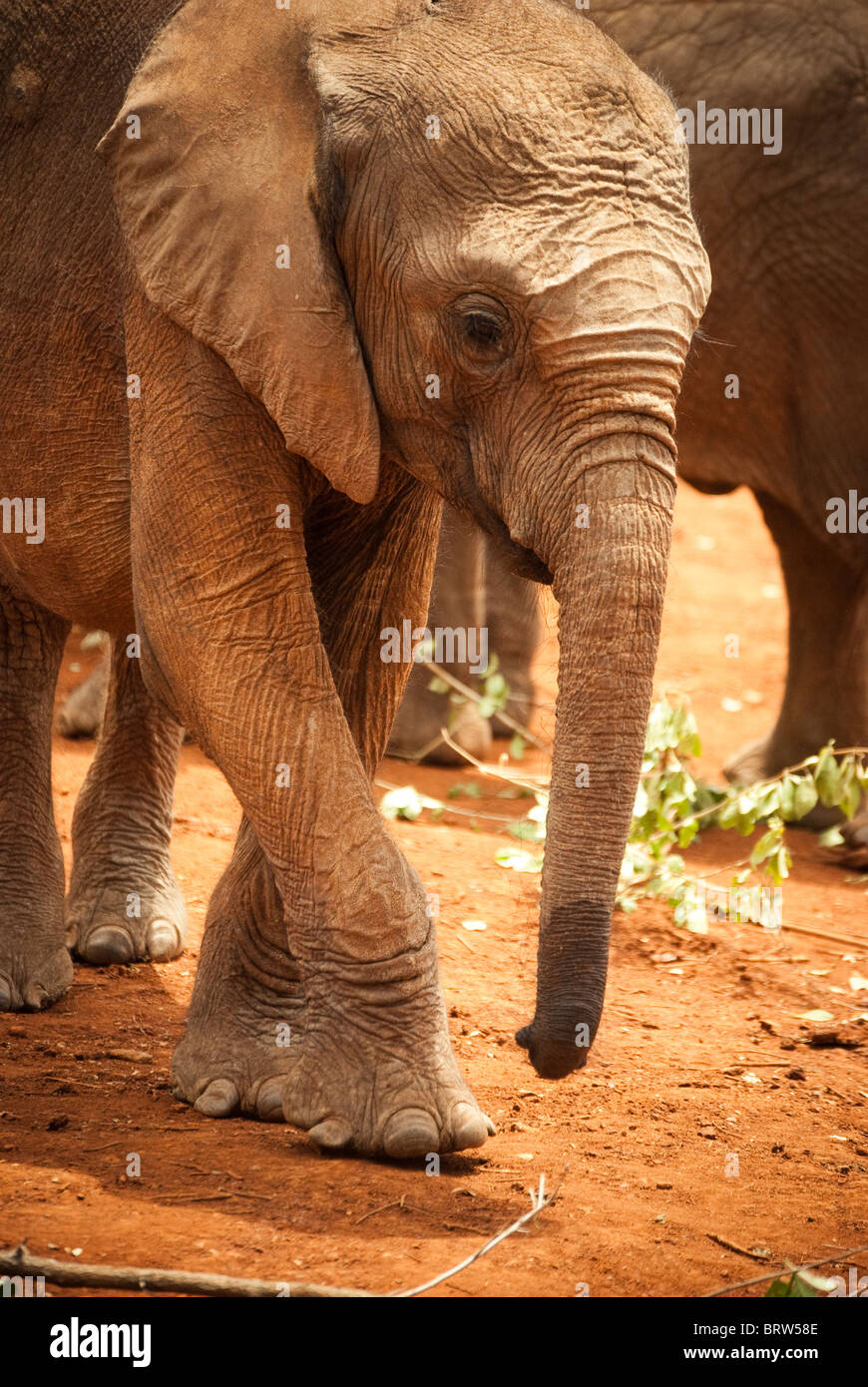 Baby elephant cropped from stomach frontwards Stock Photo - Alamy