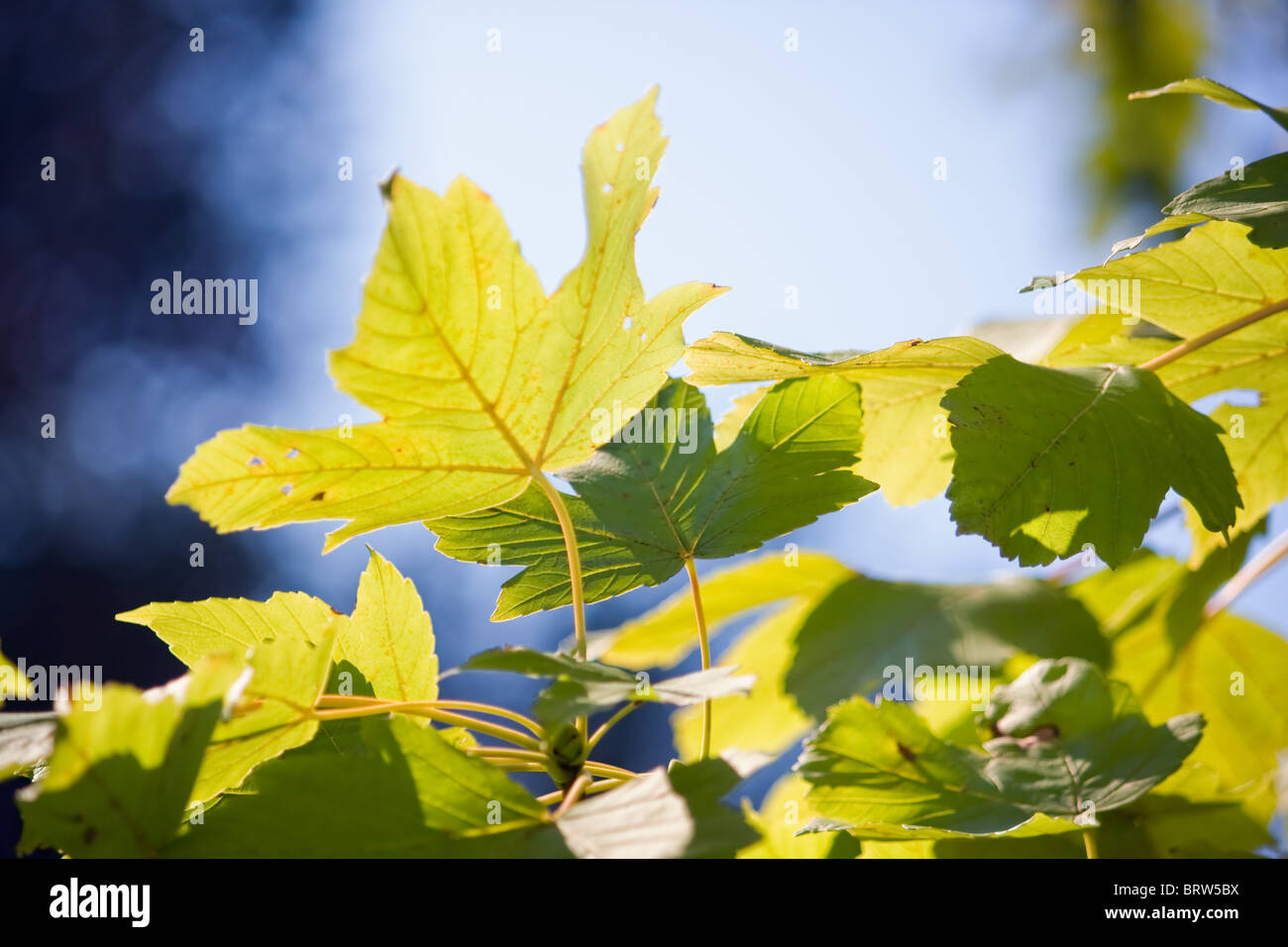 Autumn fall gold leafs in bright sunlight with blue sky Stock Photo - Alamy