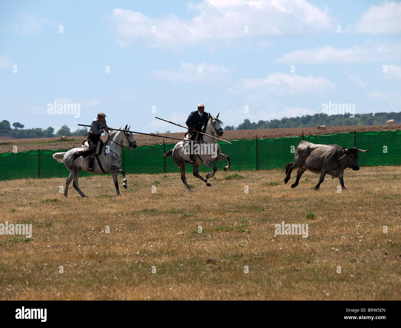 Chasing the bull at an "Acoso y derribo" event Stock Photo - Alamy
